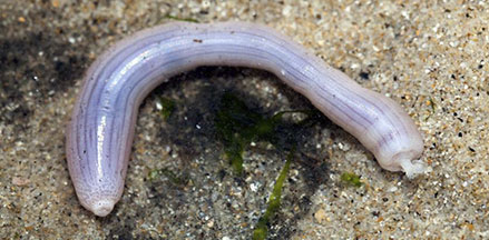 Origen embrionario: Protostomados