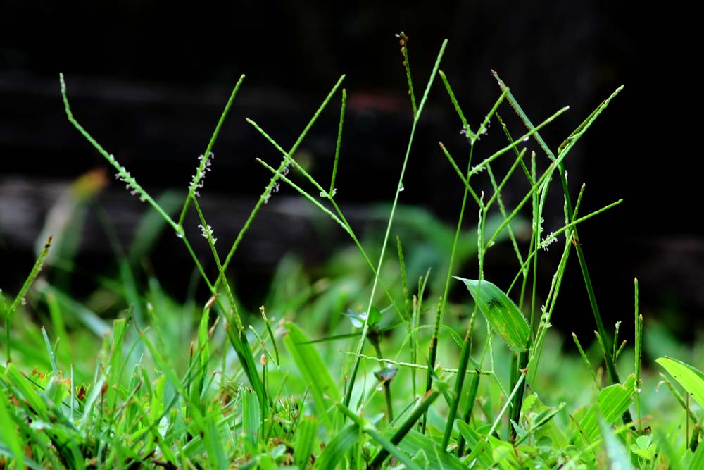 Ongzi's SecretGarden: April 2016