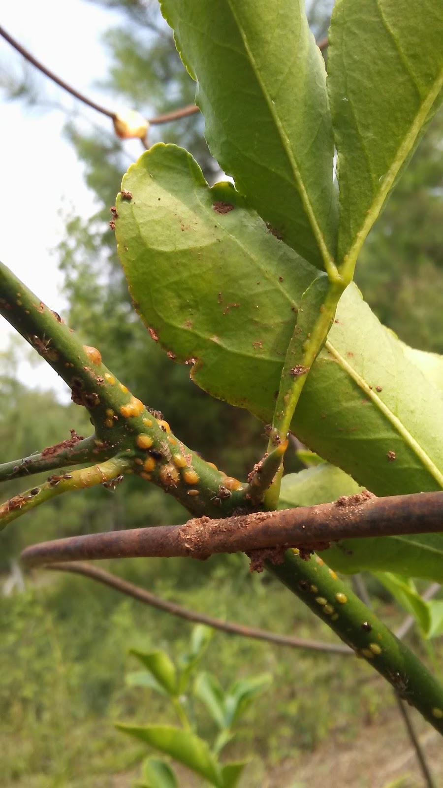 Gohn Greene Farms: Scale Bugs on our Grapefruit Tree
