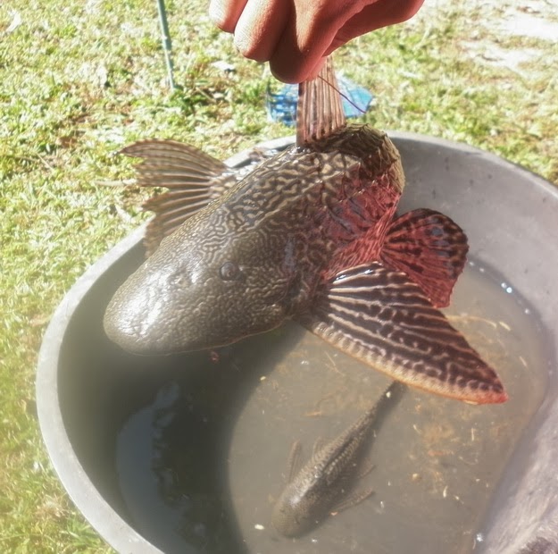 ChiangHai Mag: Airplane fish