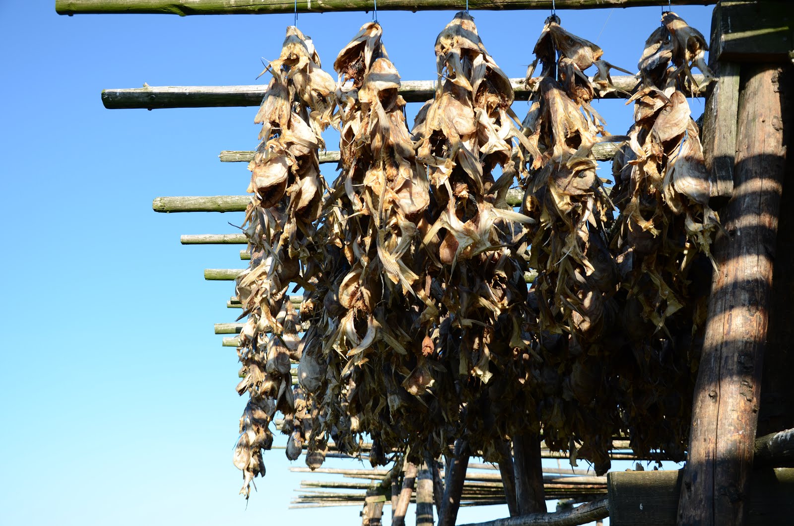 Harðfiskur – Icelandic hard (dried) fish