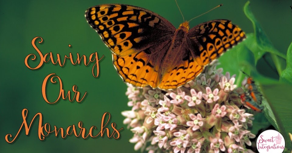 Saving Our Monarchs - 5 Ways Students Can Get Involved | Sweet Integrations