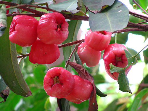 Philippine Fruits ~ My Home Philippines