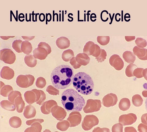 Medical Laboratory and Biomedical Science: Neutrophils: Between Host ...