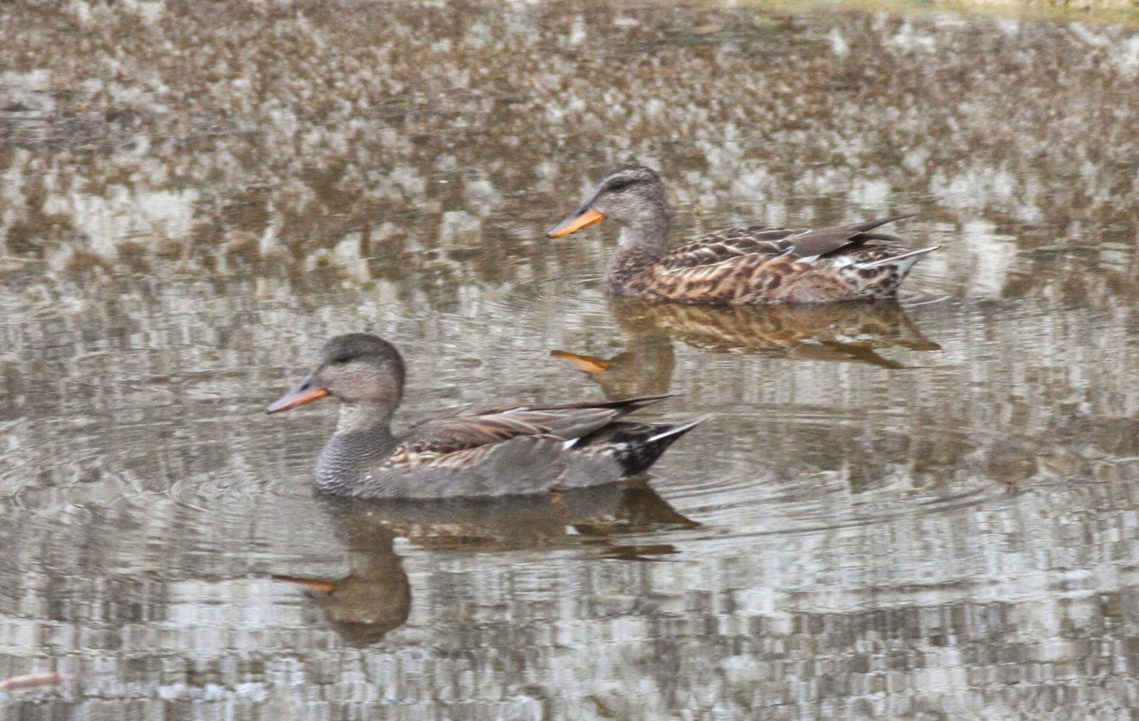 La Palma Birds: Gadwall