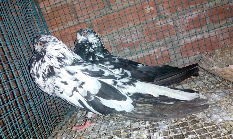 World of Pigeons and Doves: Old German Cropper ( Altdeutsche Kröpfer )