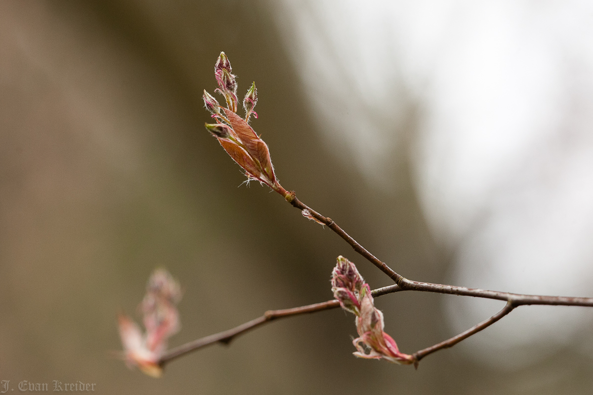 Kreider's Korner Photographs: More spring buds from Vancouver