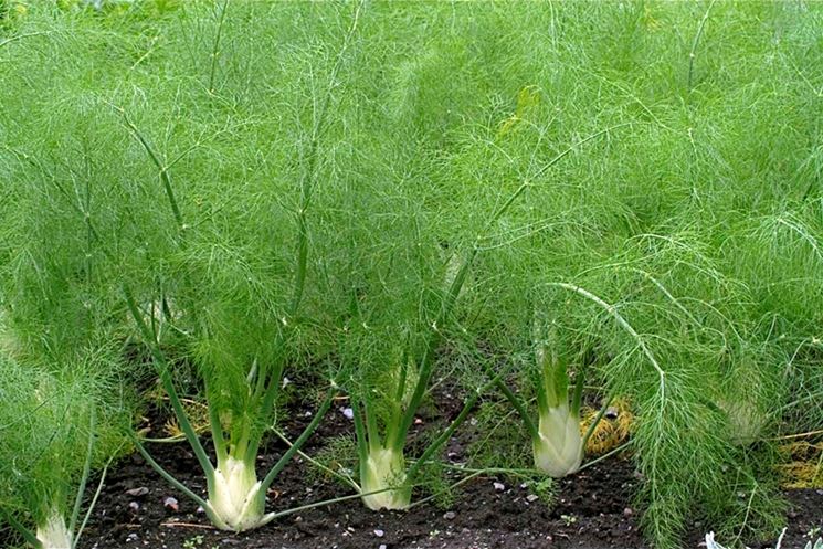 Como plantar erva-doce Cultivar Plantas Como Plantar