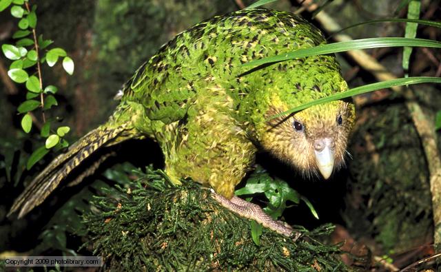 Kakapo | Animal Wildlife