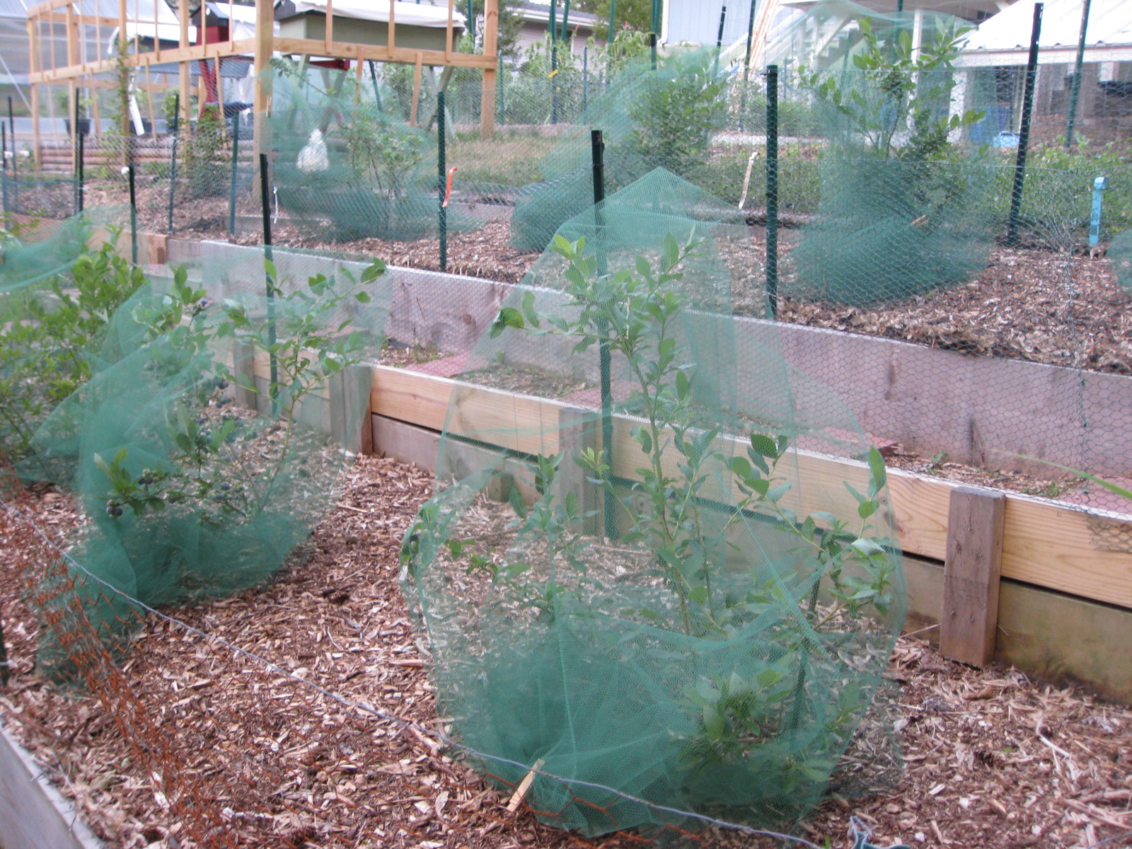 Red Bucket Farm: Blueberries & Netting