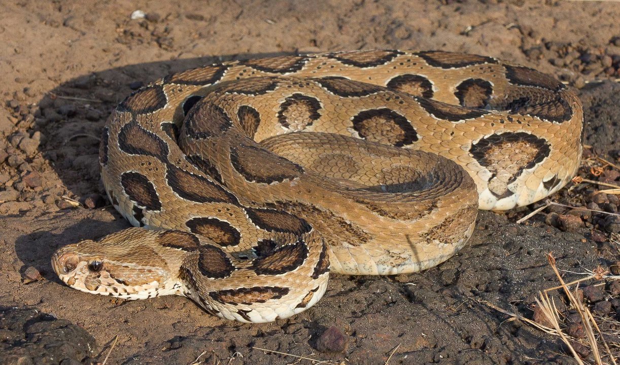 वाइपर से मुठभेड़। | सर्प संसार (World of Snakes)