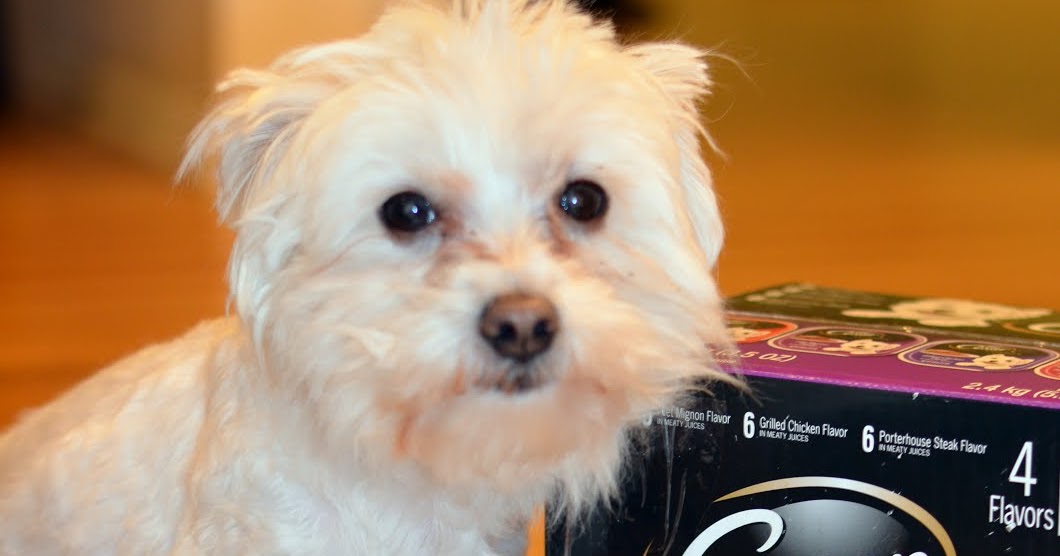Why My Dog Likes To DineWithCesar why-my-dog-likes-to-dinewithcesar
