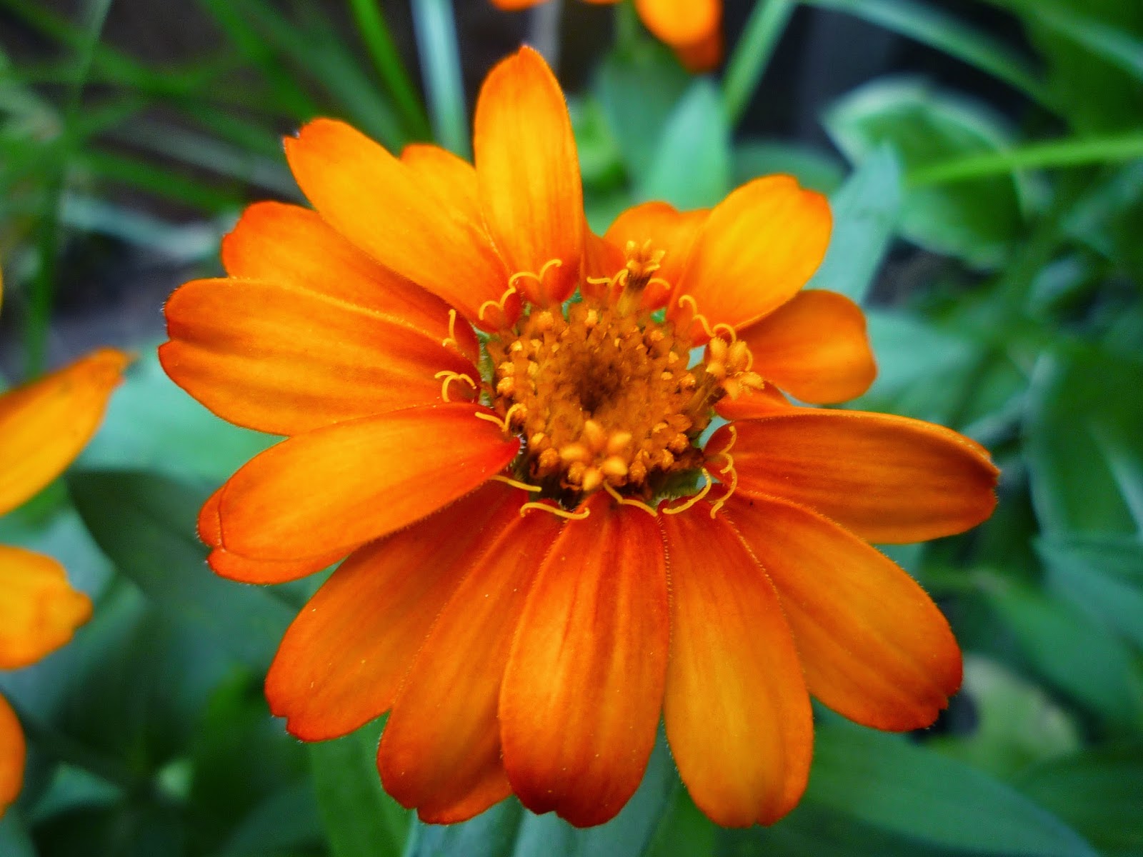 Vermont backyard flowers Aug 2014 | South Burlington, Vermont Photos ...