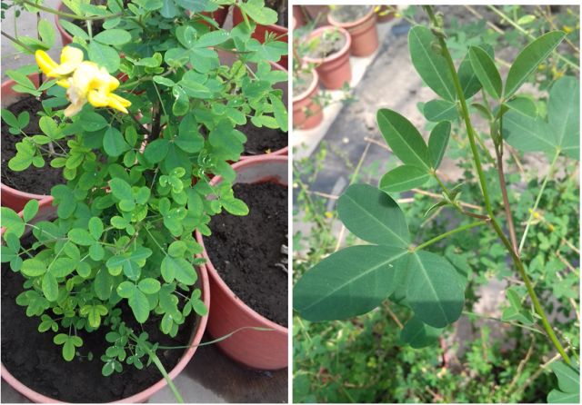 El cuexcomate: Una probadita de hierro: bolitas de chipilín.