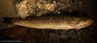 Through the Gaps! - Newlyn Fishing News: Monday mornings muniferous ...