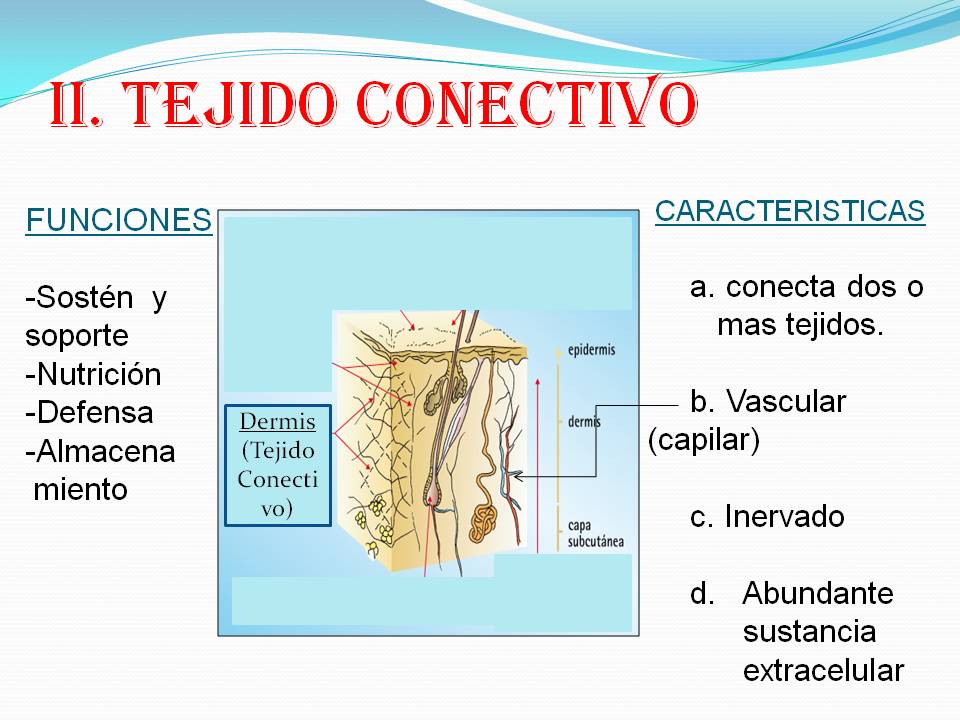 Biologìa: tejido conectivo