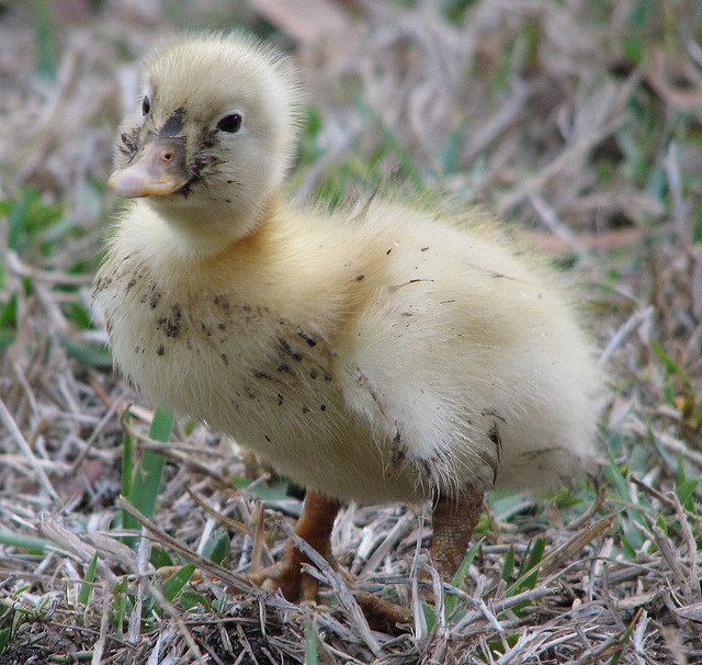 The Ducklings of Spring | The Ark In Space
