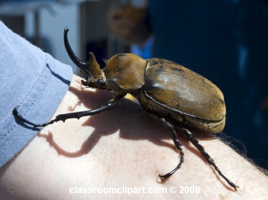 BISAYAPHILIPPINES: flash cards -animals 4