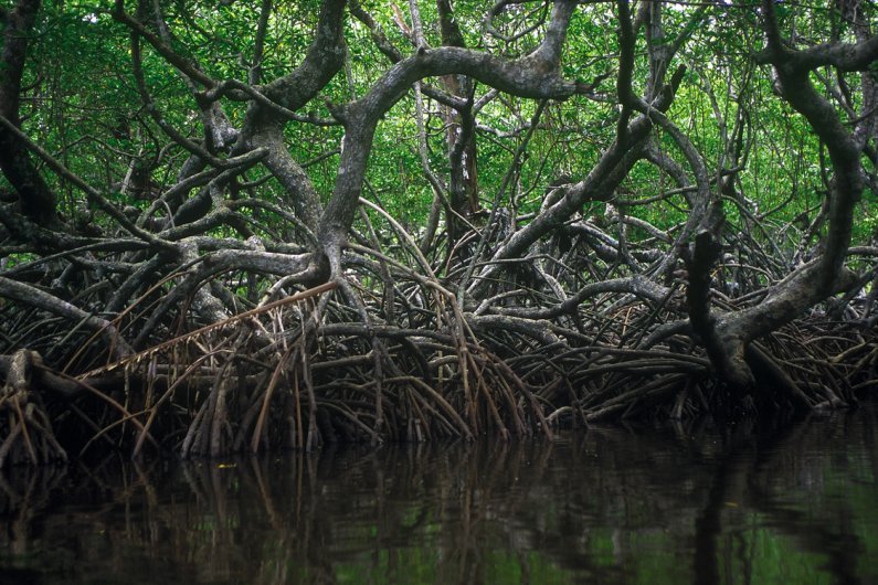 Historias de Terror de México y el Mundo: Chaneques "el duende mexica"