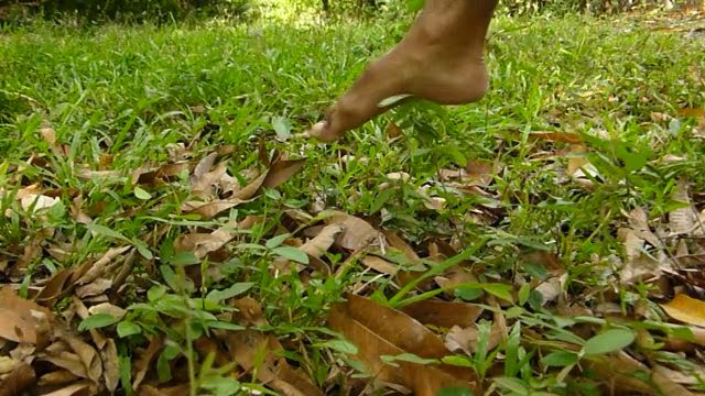 SINCRONICIDAD CONSCIENTE: ¿Qué es la biofilia?