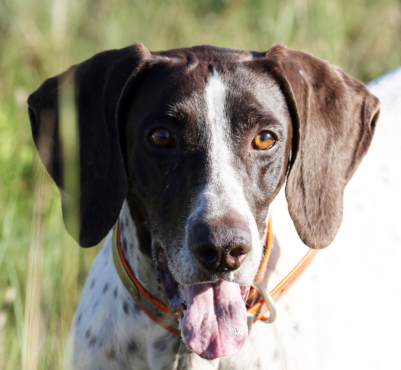Matotoland Kennel New Generation GSP's. HPR Breed & Hunting Dogs ...