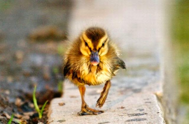 Funny Pictures of Birds