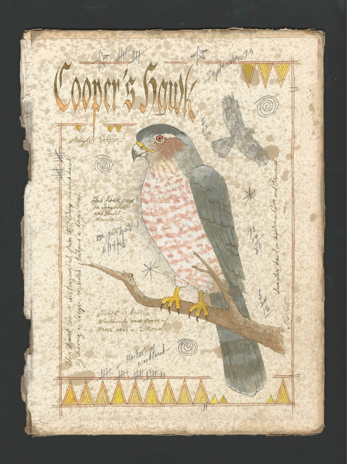 Ken Scott American Frontier Artist: Naturalist Painting of a Cooper'sHawk