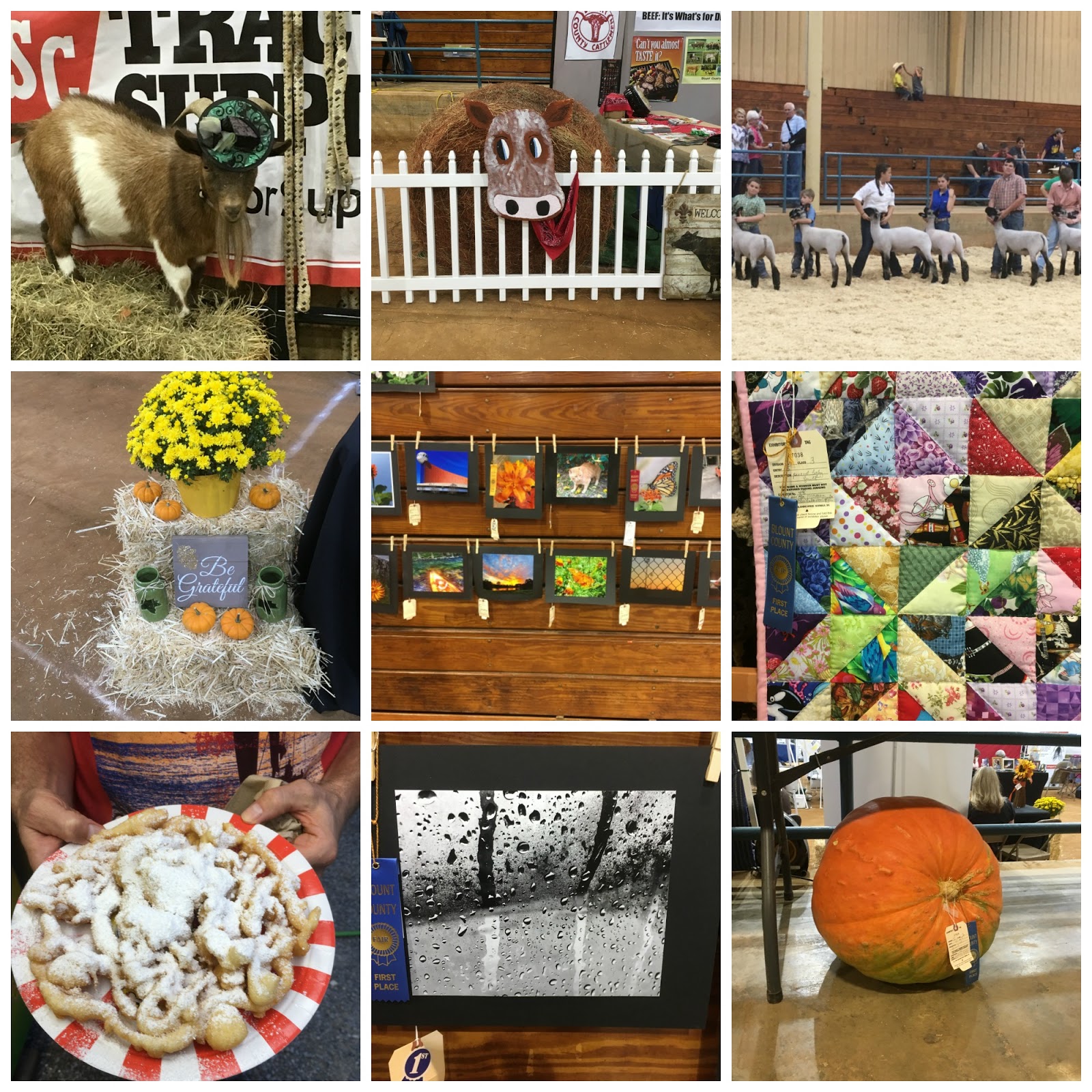 Live Your Poem...: Fun at the County Fair - Poem and Pictures