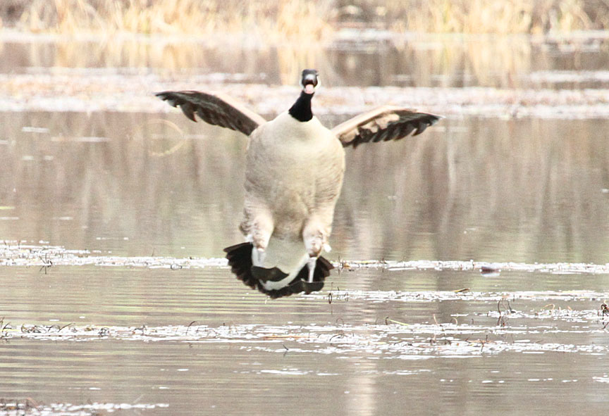 B.I.R.D.: Getting Goosed!