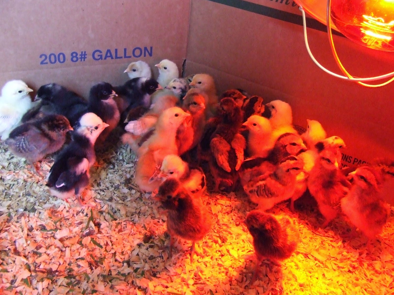 Boots n' Roots Farm: Hatchery Babies!