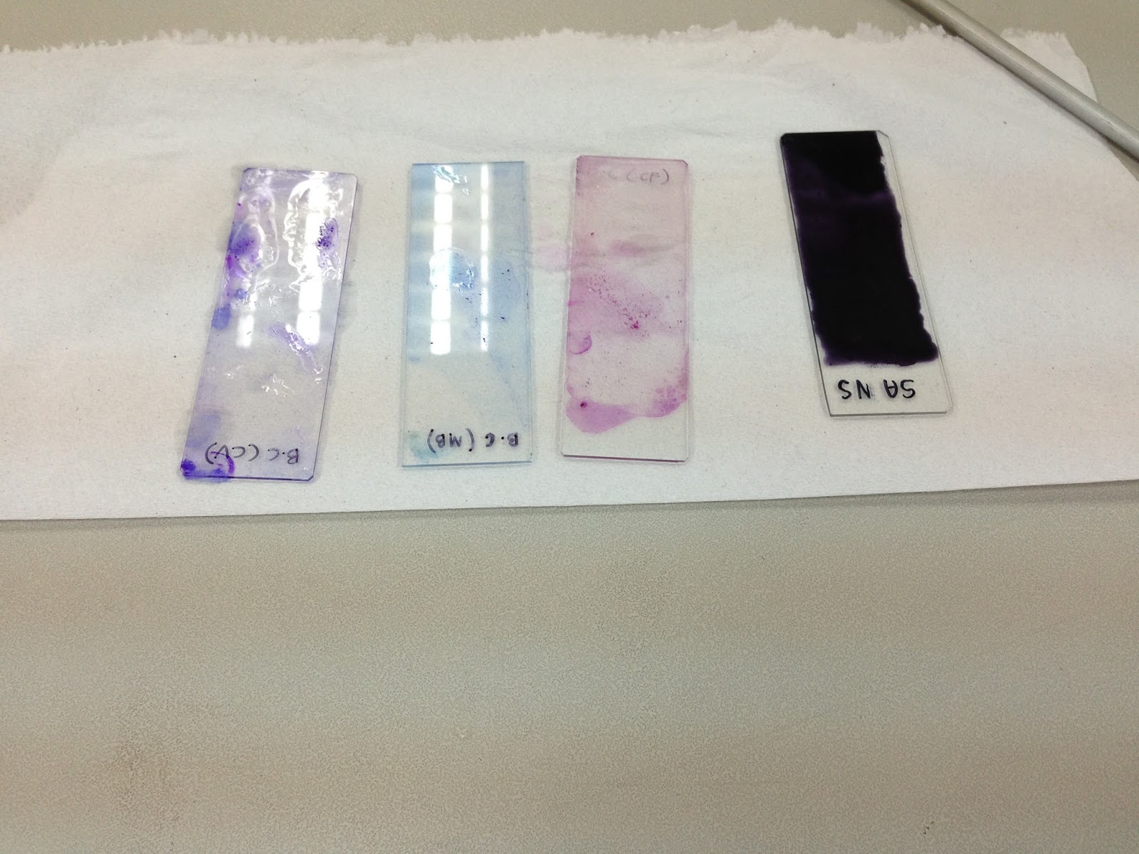 Experiment 6: Preparation of bacterial smear, Experiment 7: Simple ...