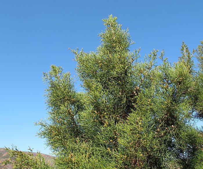 Esperance Wildflowers: Callitris pyramidalis - Swamp Cypress
