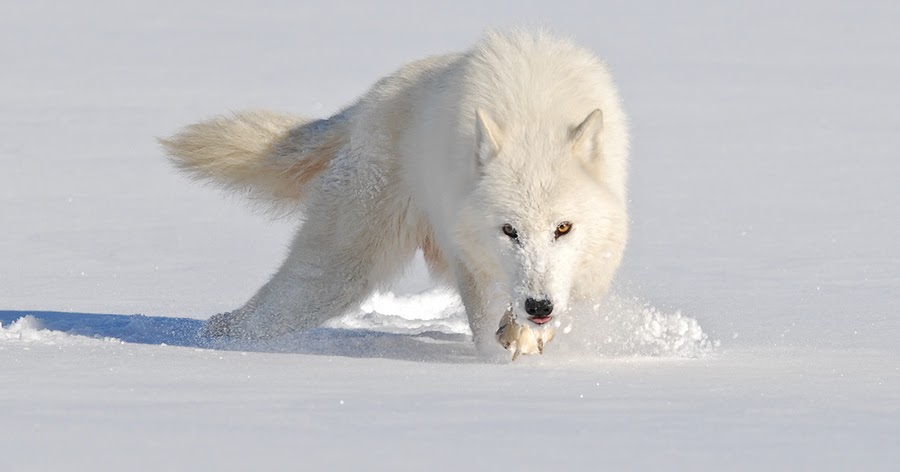 White Wolf : 'Untamed Americas' Exclusive First Look! (Videos)