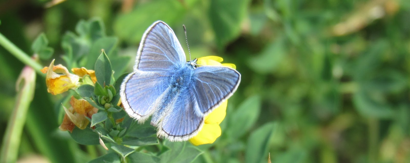 The Butterfly Bank: First Year Account