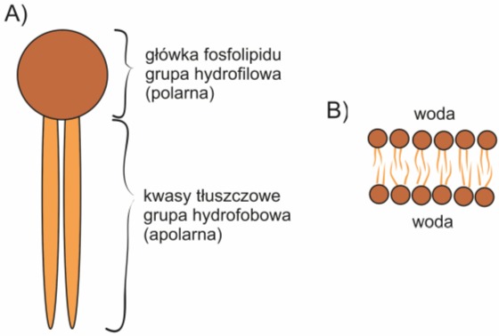 Bio-Loszka :) : 1.3 Lipidy