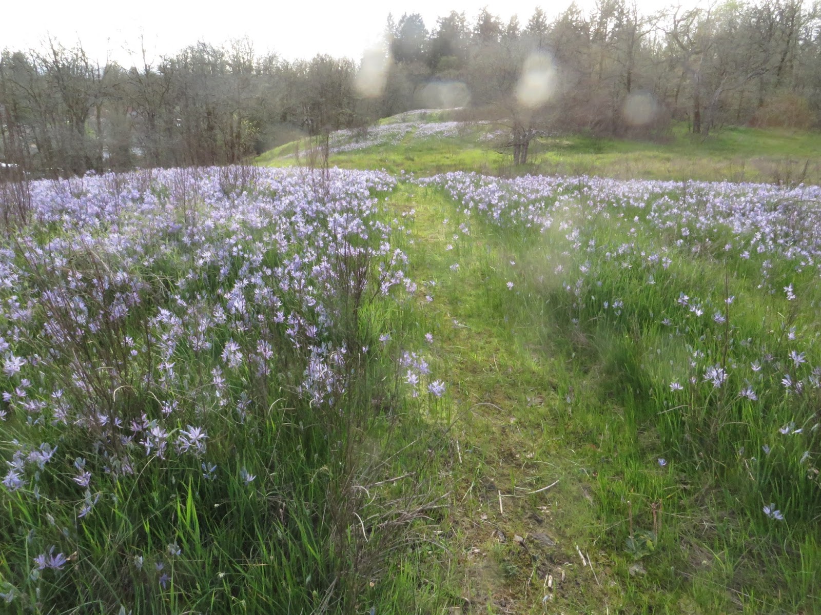 A Field of Camas