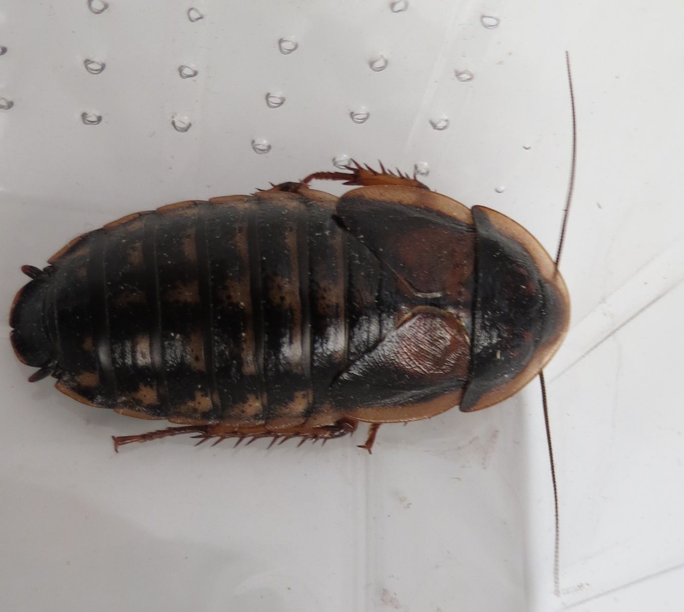 Insectivoros: Blaptica Dubia