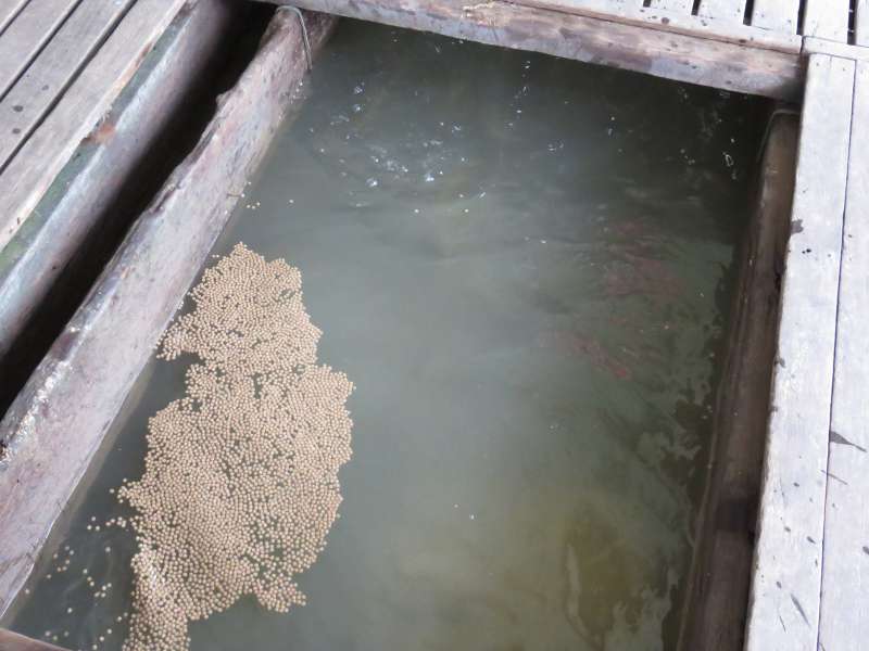 The Travelling Lindfields: Where Does Basa Fish Come From? The ...