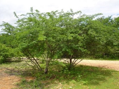 BLOG FERNANDO A VERDADE: Àrvores do Nosso Sertão-Jurema (árvore)