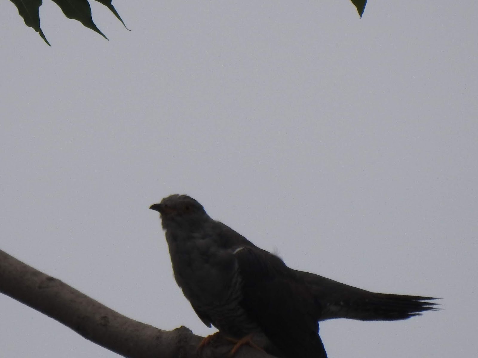 PASARI DIN ROMANIA: CUCUL (2), Cuculus canorus