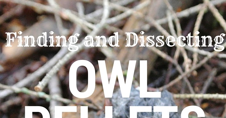 Finding and Dissecting Owl Pellets