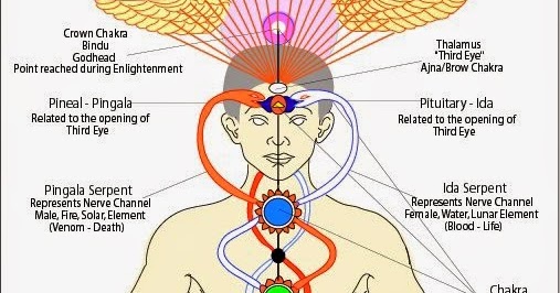 Controlling the Nadis and the Brain ~ Stapathi Yogic Science