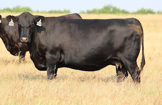 Buck Cattle Co. Blog: 12 Fall Calving Angus Cows FOR SALE