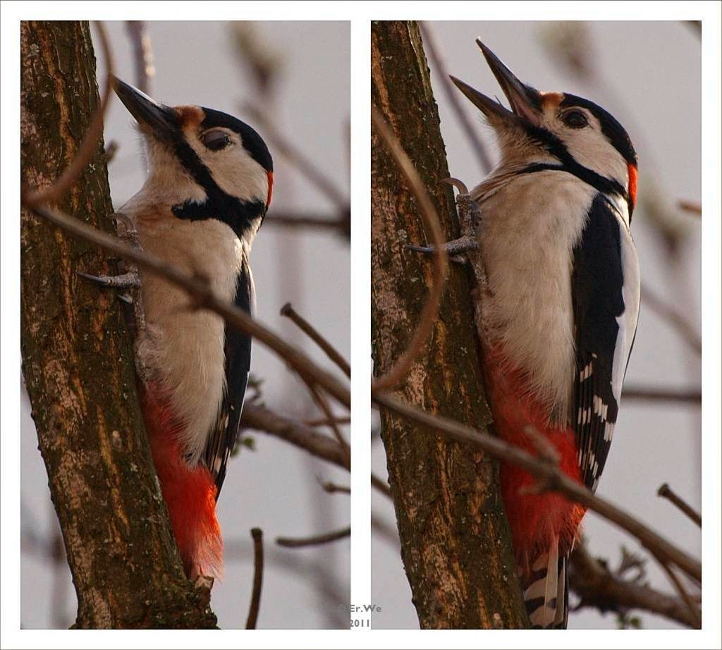 The Nictitating Membrane: The Third Eyelid | The Ark In Space