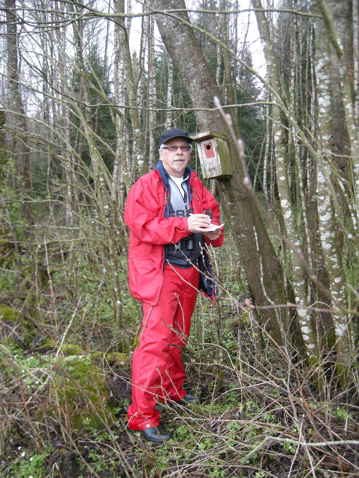 Ringmärkning och annat kvitter: Holkprojektet är igång!