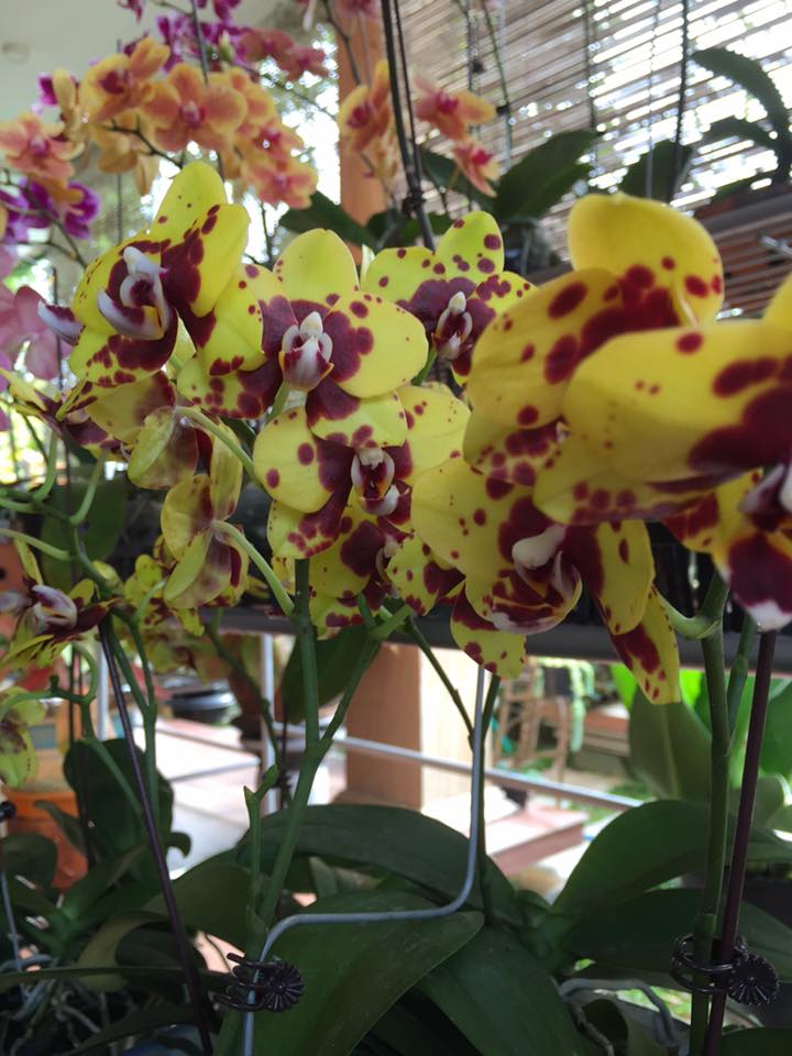 Anggrek Astuti Sawahan: Mengenali Keindahan Bunga Anggrek