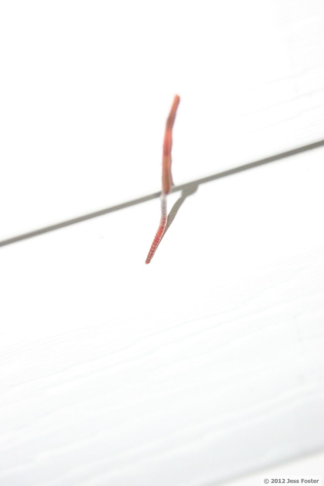 Sluggin' Along: Climbing Worms