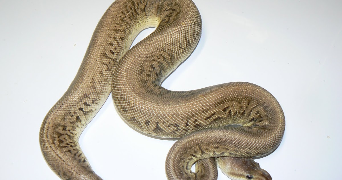 Heathers Herps Sex Ing Popping Ball Pythons 
