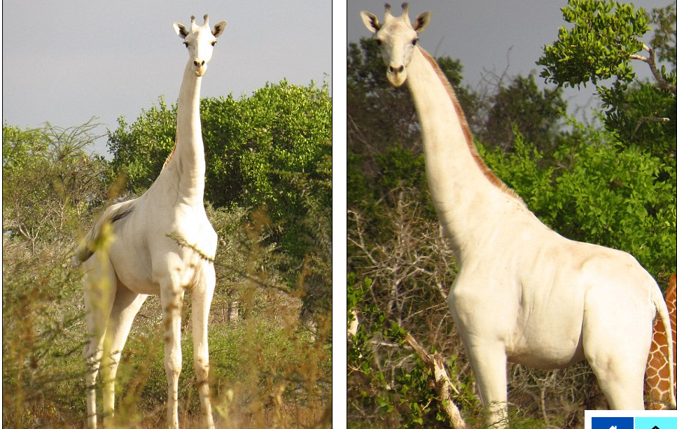 Wow See Photo Of The Rare Albino Giraffe With No Markings That Was ...