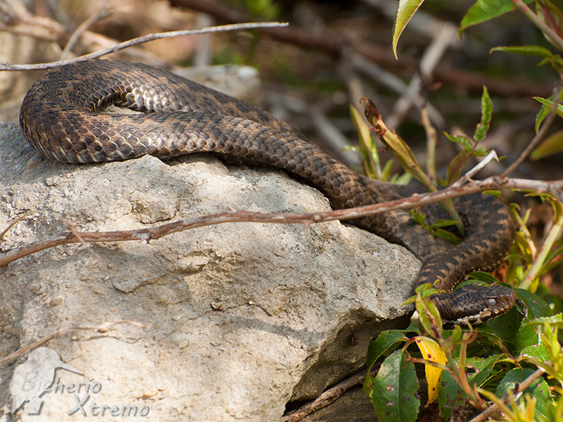 Bicherío Xtremo: A tope con las víboras cantábricas...